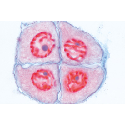 Genetic Microscope Slides - LabWorld.co.uk